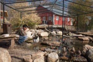 Animal-Assisted Activities in Brewster, NY | Brewster Day Program