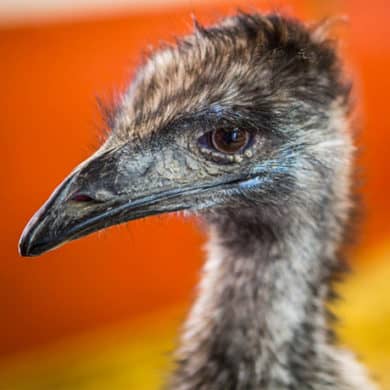 Birds of Prey Day - Green Chimneys