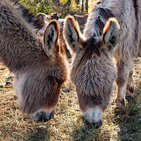 Sponsor an Animal - Green Chimneys