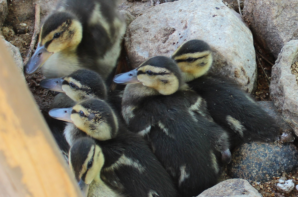 The Tale of Six Fuzzy Ducklings - Green Chimneys