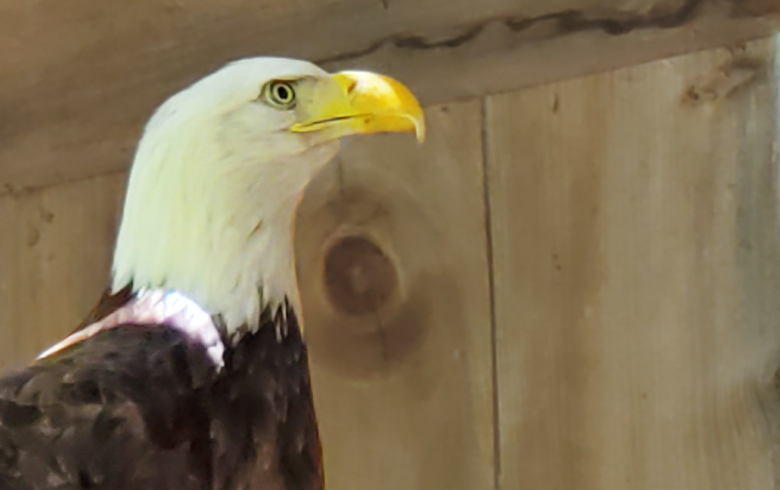 Injured Bald Eagle Benefits from Second Chance and Good Company - Green ...