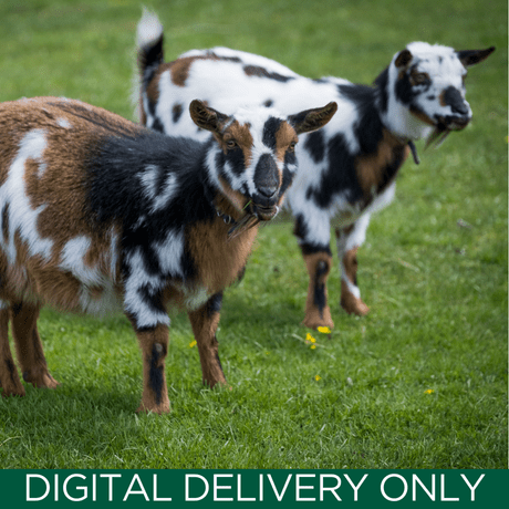Sponsor an Animal at Green Chimneys & Change a Life
