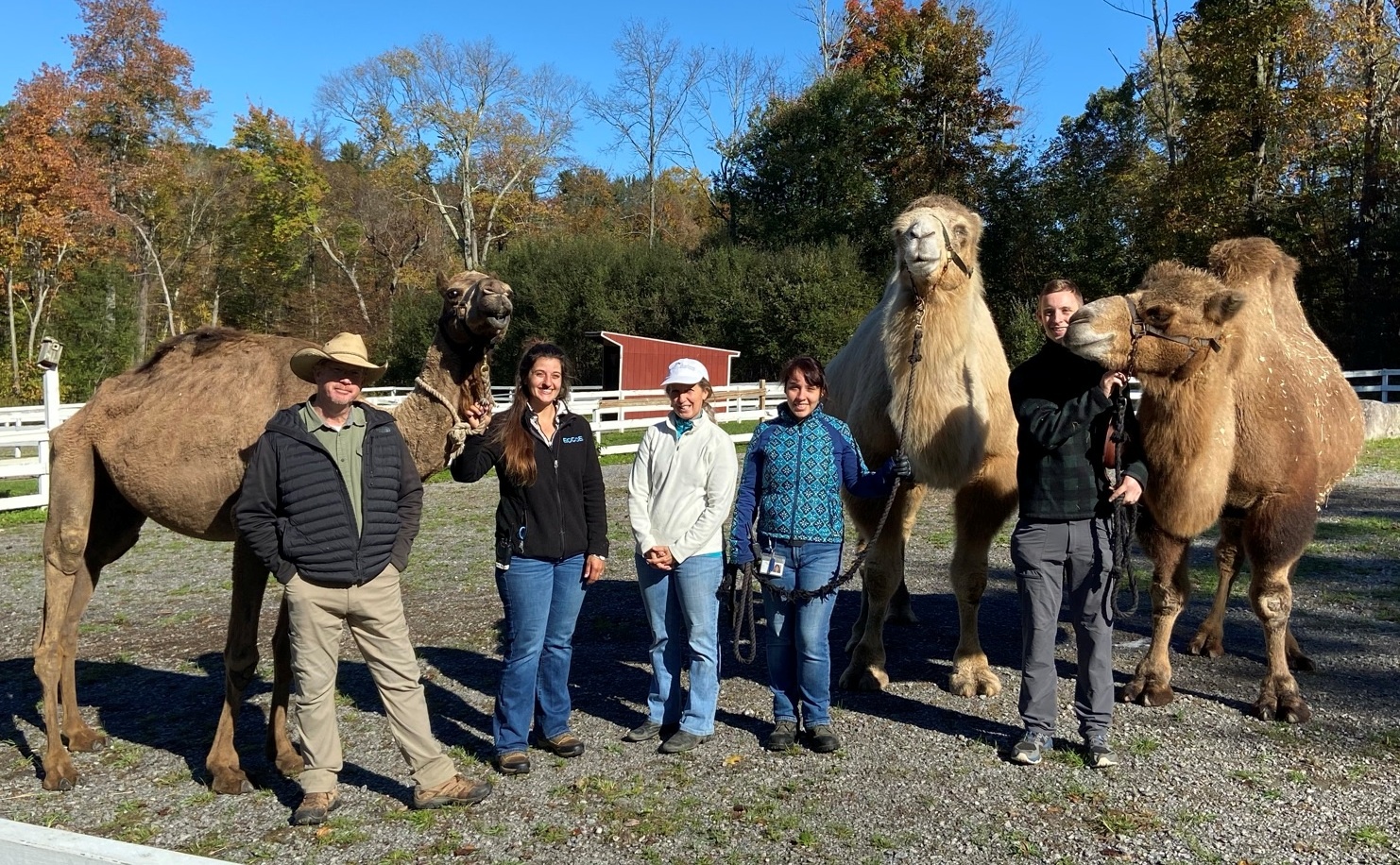 New Camel Arrives at Green Chimneys - Green Chimneys