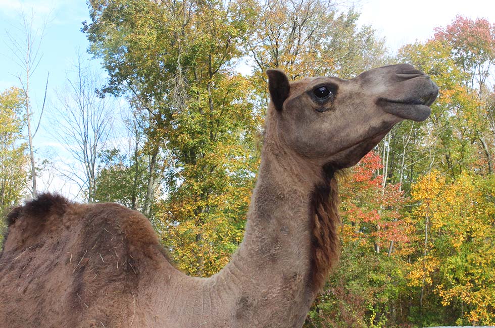 New Camel Arrives at Green Chimneys - Green Chimneys