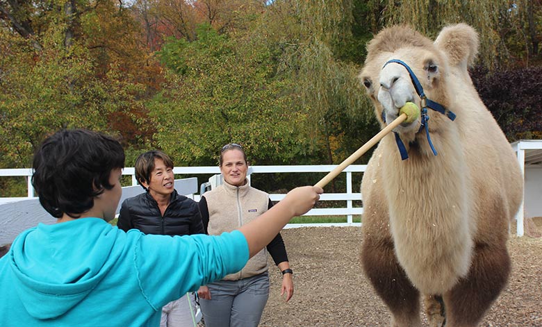 Camel Workshop - Green Chimneys