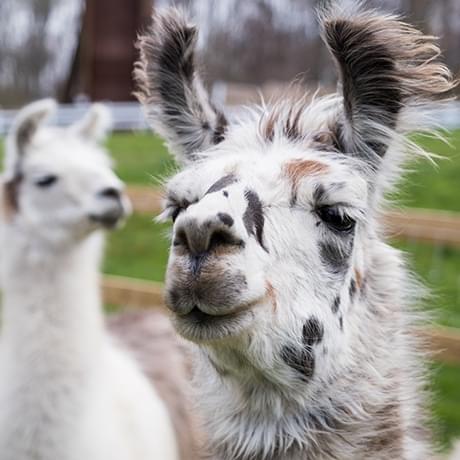 Animal Enrichment and Well-Being - Green Chimneys