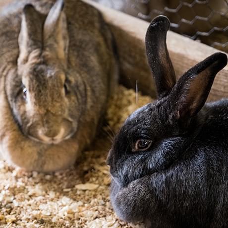 Green Chimneys Farm Welcomes Abandoned Pig - Green Chimneys