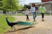 Visit the Green Chimneys Farm & Wildlife Center