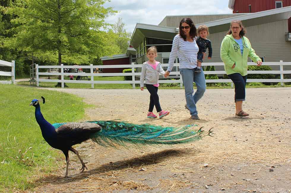Visit the Green Chimneys Farm & Wildlife Center