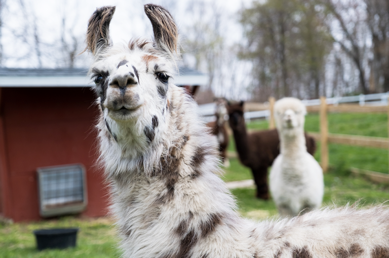 Visit the Farm - Green Chimneys