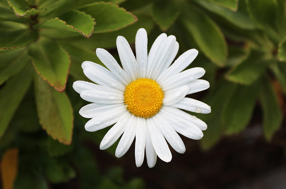 Therapeutic School Admissions Criteria | Green Chimneys