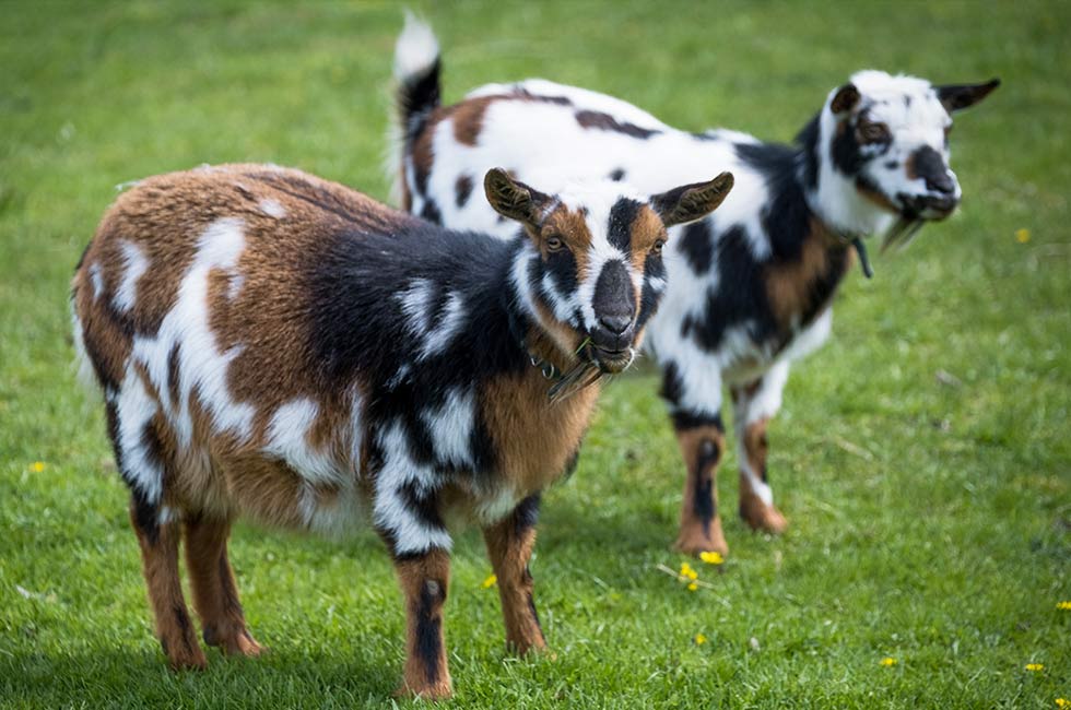 Nigerian Dwarf Goats For Adoption Goats | Yellow Point Farms