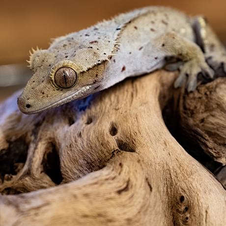 Meet the Animals - Green Chimneys