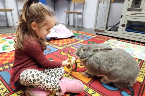 The Year of the Rabbit Meets the World of Pancake - Green Chimneys