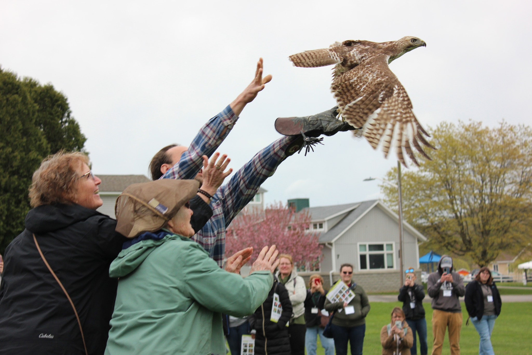 Red-tailed Hawk Ready to Return Home - Green Chimneys