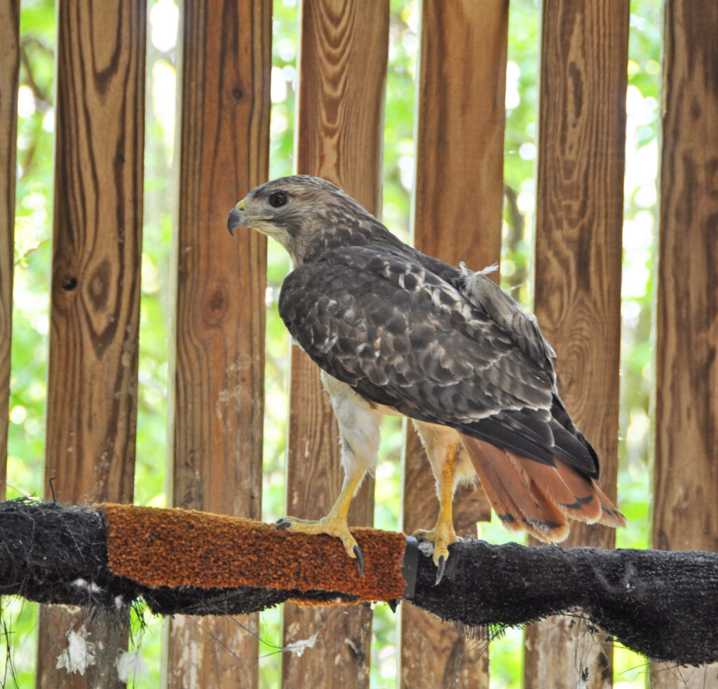 Red-tailed Hawk Ready to Return Home - Green Chimneys