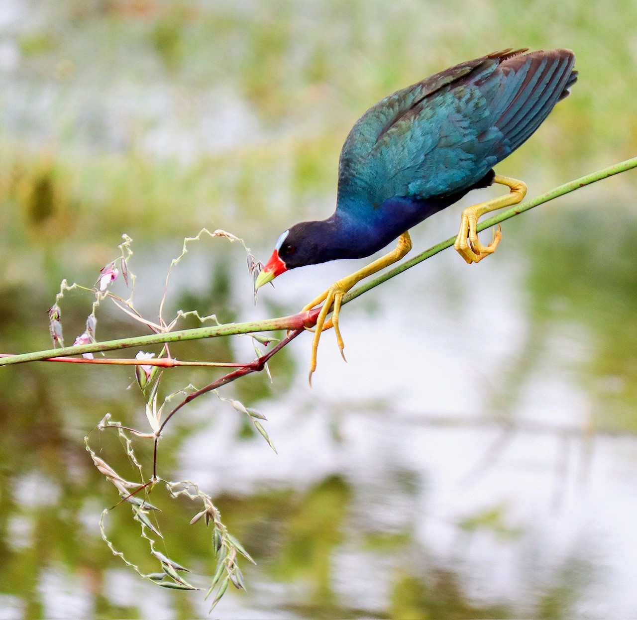 A Purple Gallinule's Journey - Green Chimneys