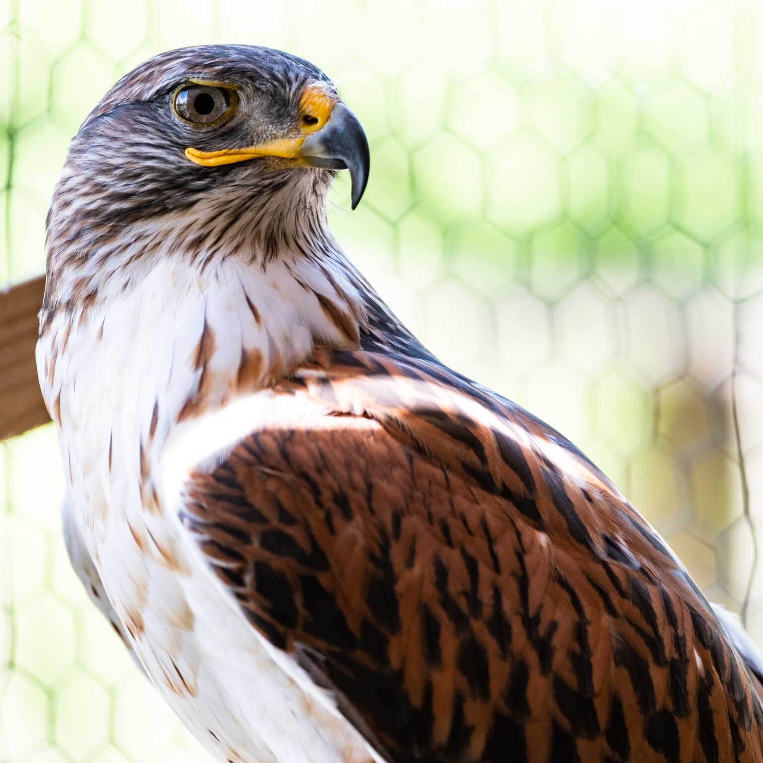 Birds of Prey Day - Green Chimneys