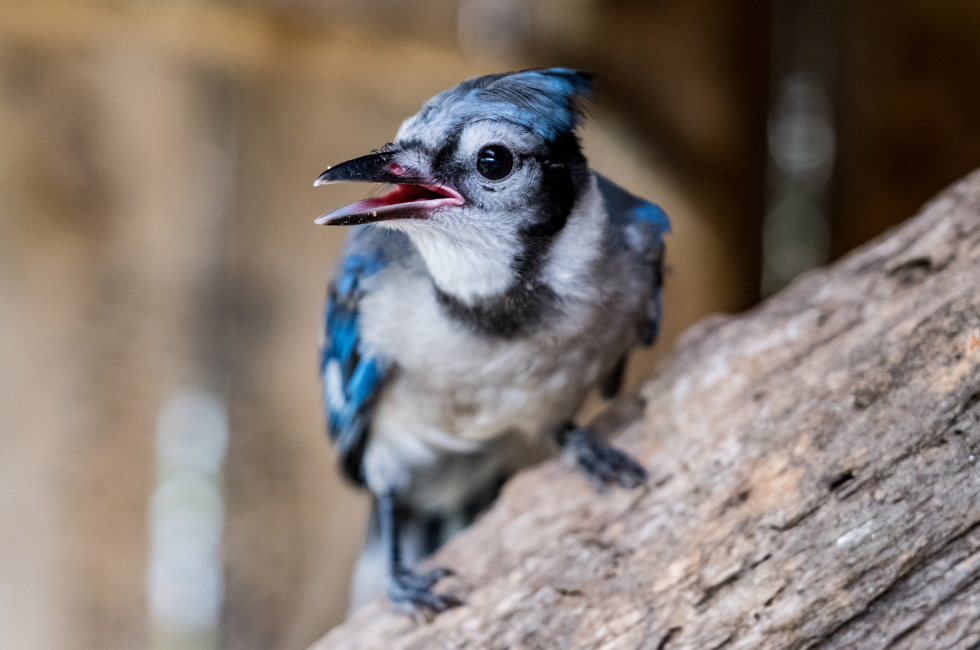 2024 Wildlife Rehab Recap - Green Chimneys